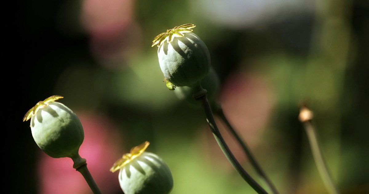 Pomôže mak doplniť do tela vápnik? Ako je to s makovým olejom ...