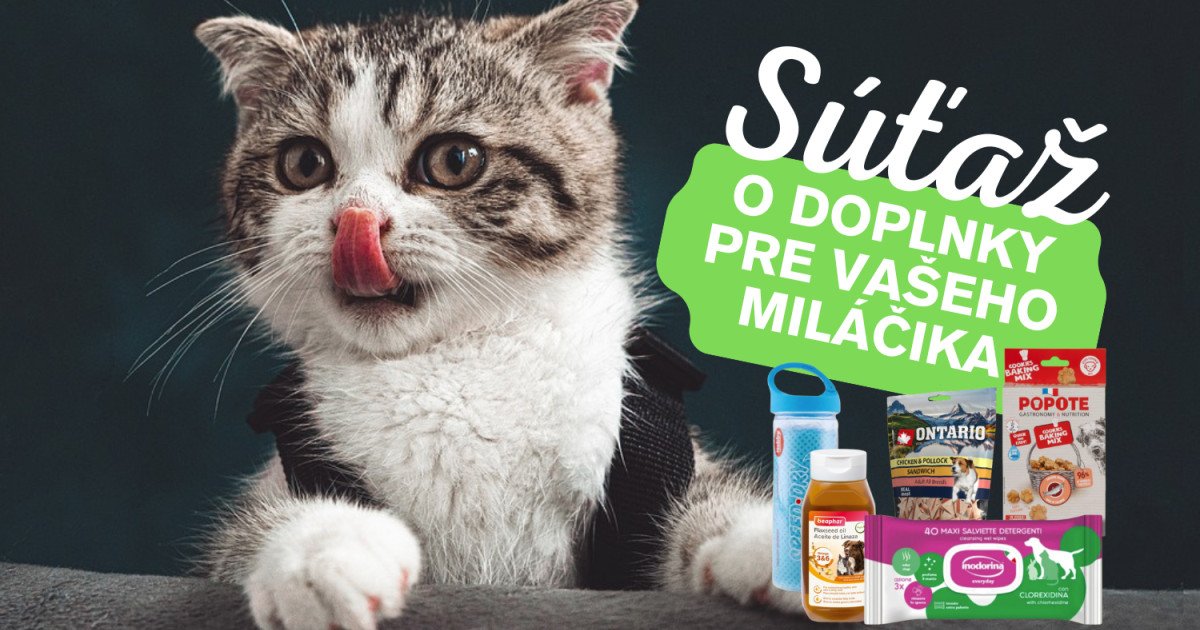 Ako naučiť svojho domáceho miláčika správnym návykom? | Dennikrelax.sk ...