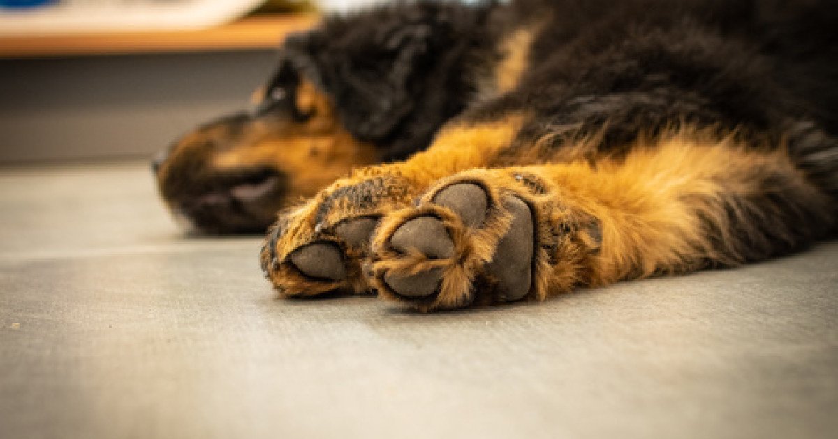 Tipy od veterinára: Čo potrebujú psie labky v zime | Dennikrelax.sk ...